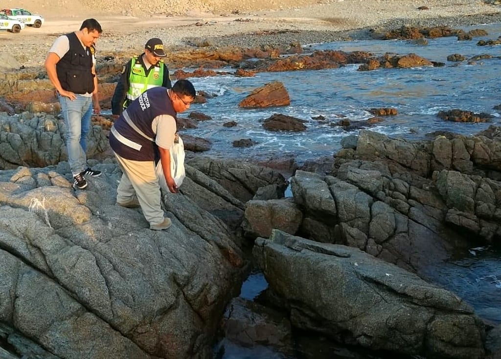 Recurso chanque es devuelto al mar tras incautación - La Prensa Regional