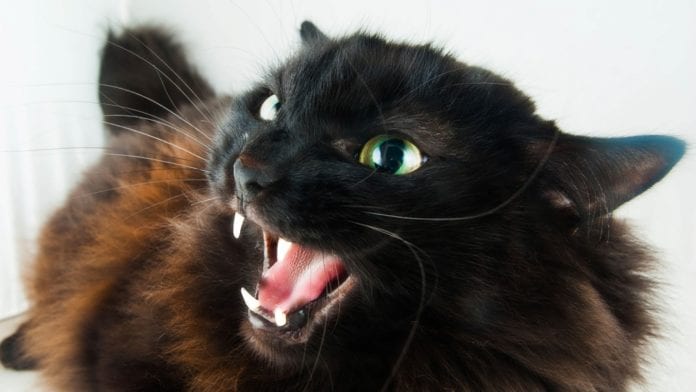 Detectan nuevo caso de rabia felina | La Prensa Regional